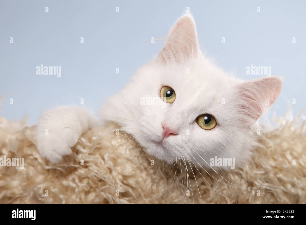 liegende Sibirische Katze / lying Siberian Cat Stock Photo - Alamy