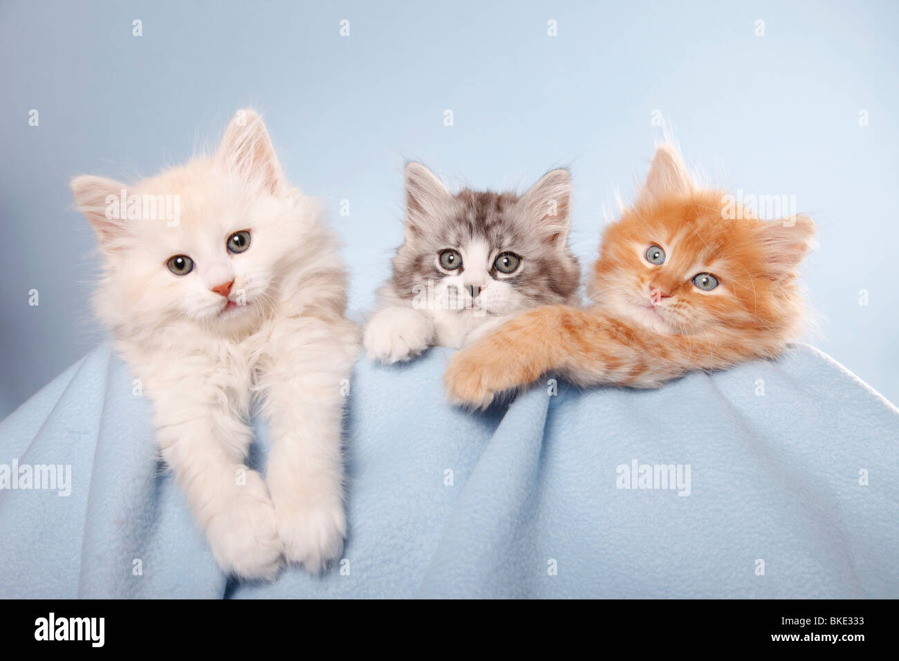liegende Sibirische Katze / lying Siberian Cat Stock Photo - Alamy
