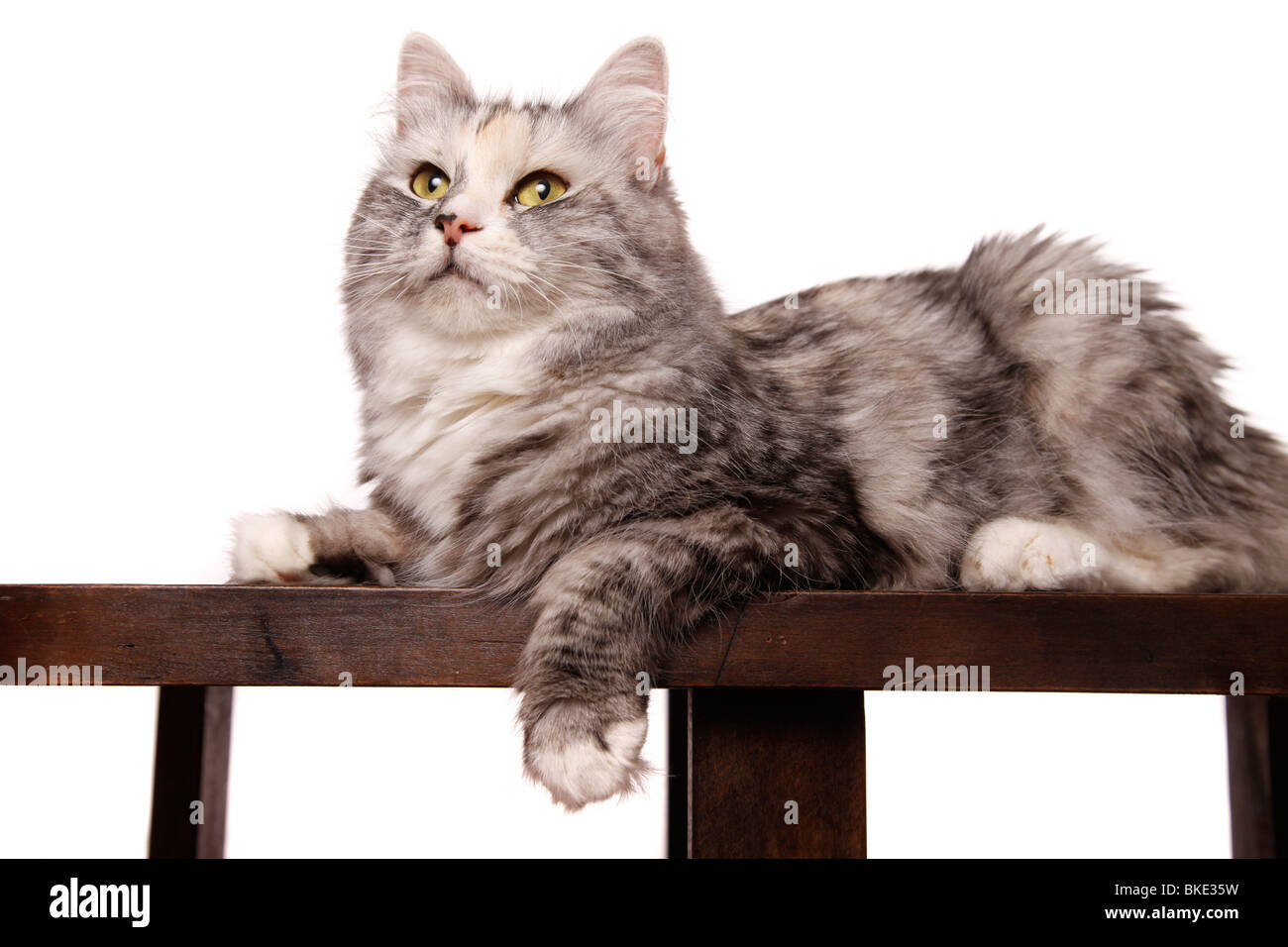Liegende sibirische katze lying siberian hi-res stock photography and ...
