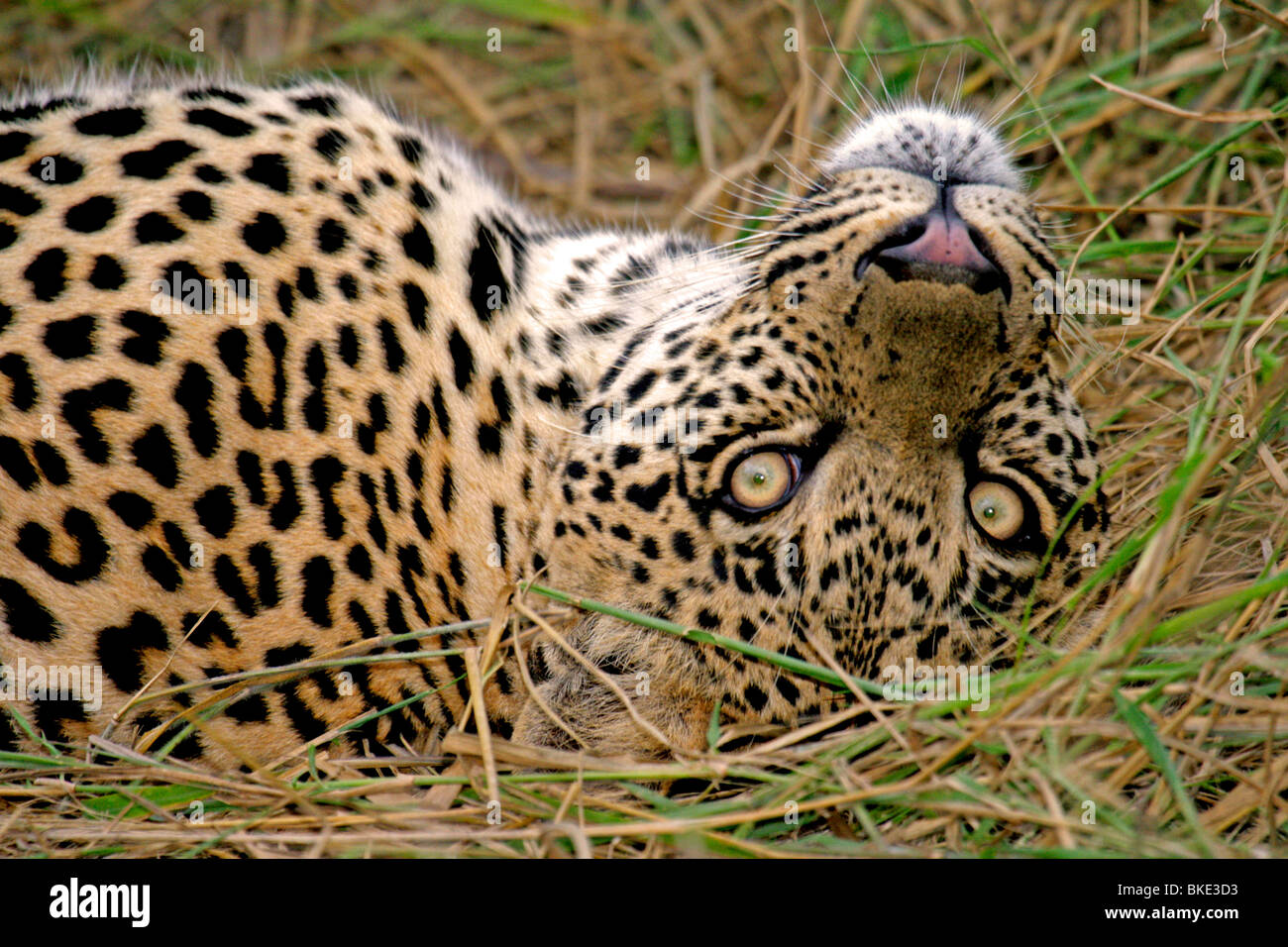Male Leopard (wild Stock Photo - Alamy