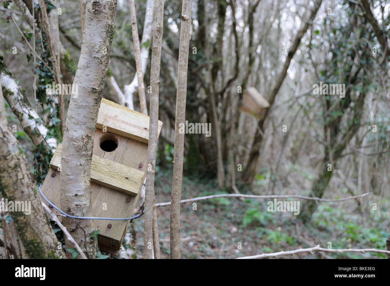 Dormouse nesting boxes Stock Photo - Alamy