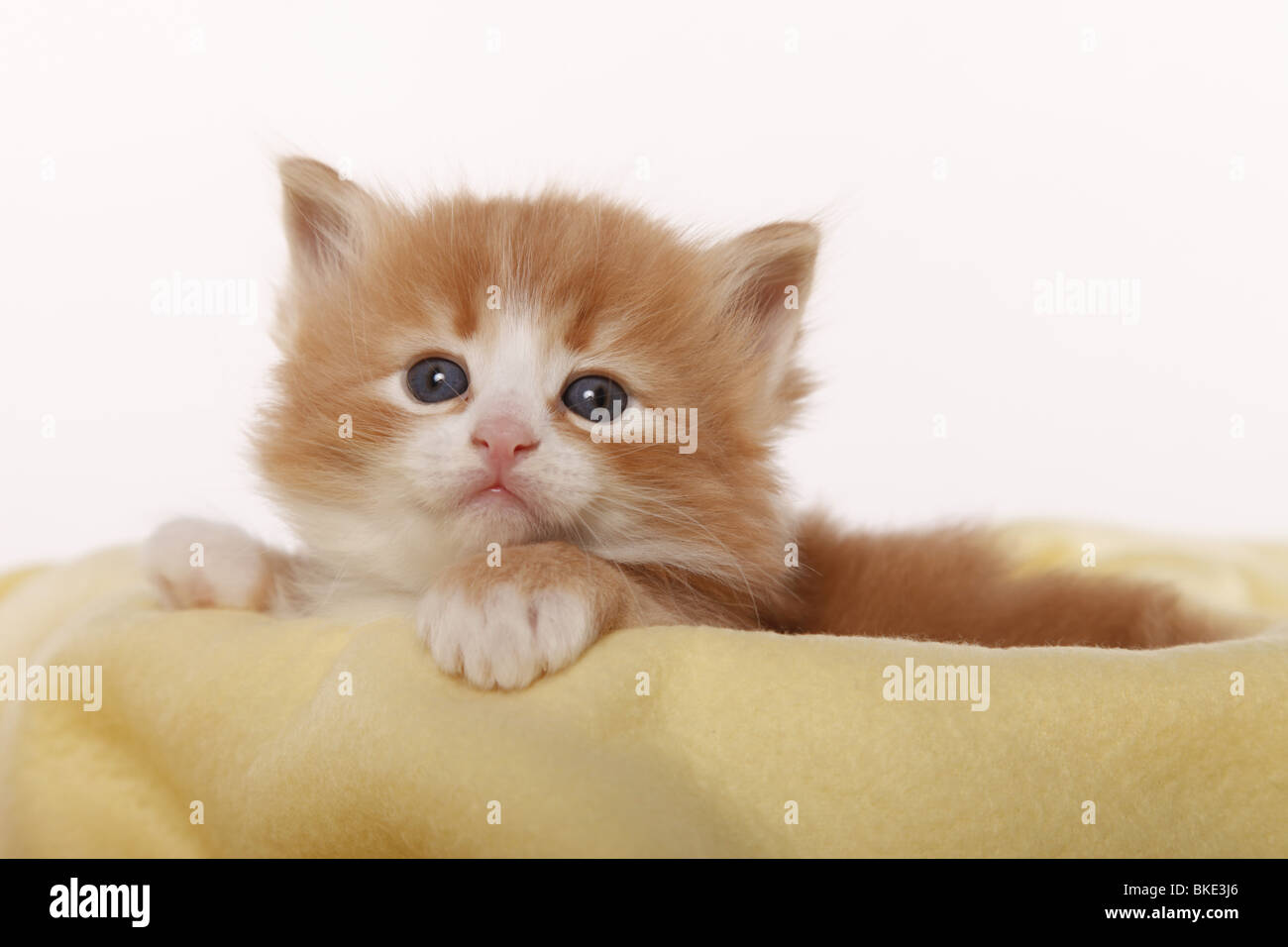 liegende Sibirische Katze / lying Siberian Cat Stock Photo - Alamy