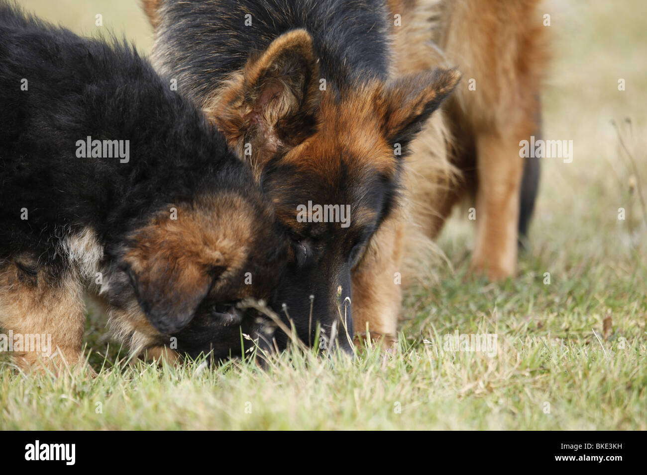 She dog hi-res stock photography and images - Alamy