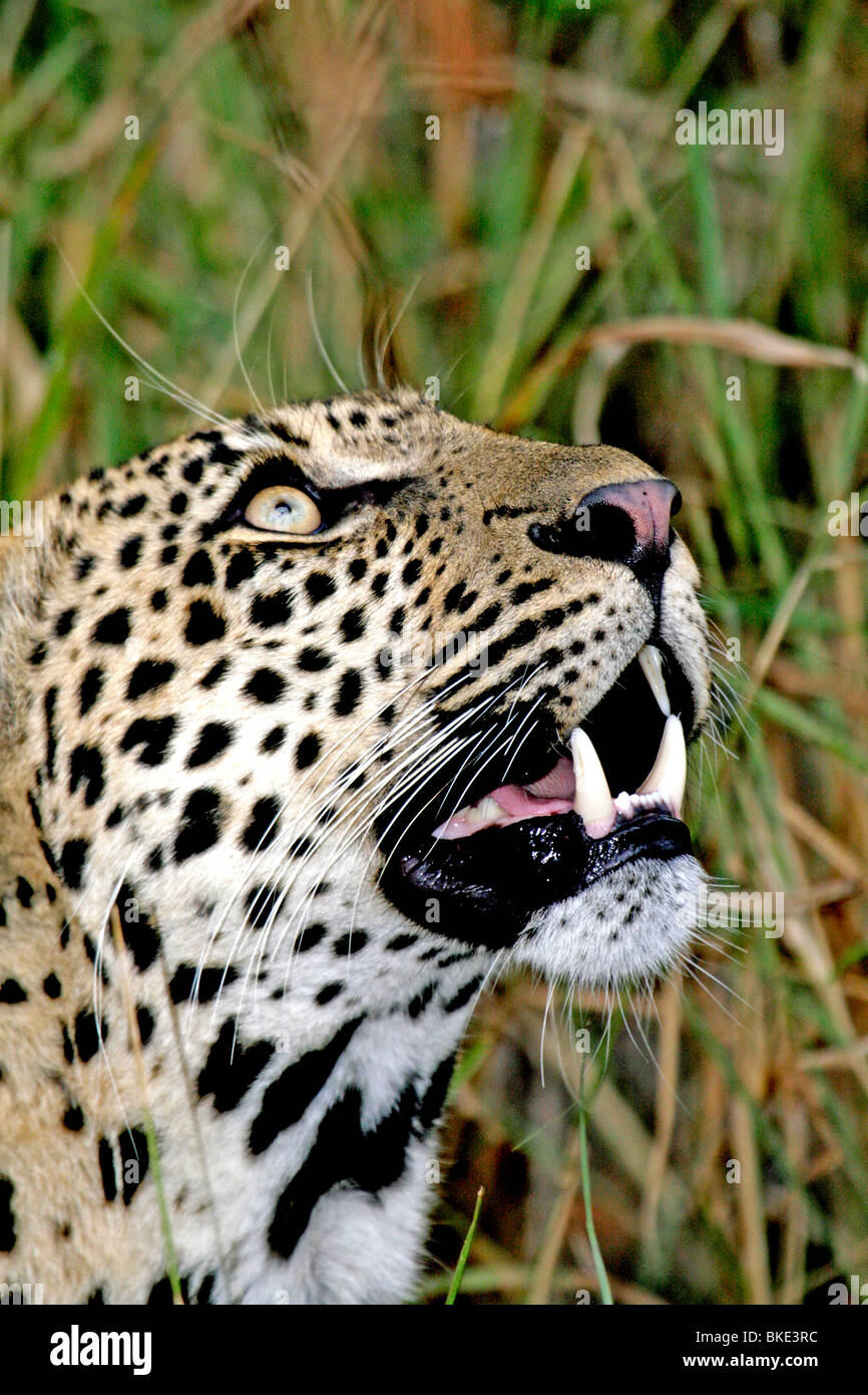 Male Leopard (wild Stock Photo - Alamy