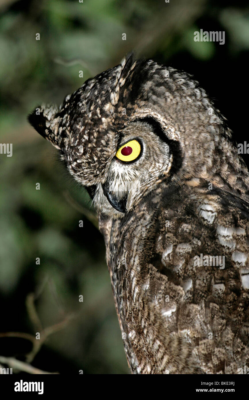 Spotted eagle owls bubo africanus hi-res stock photography and images ...