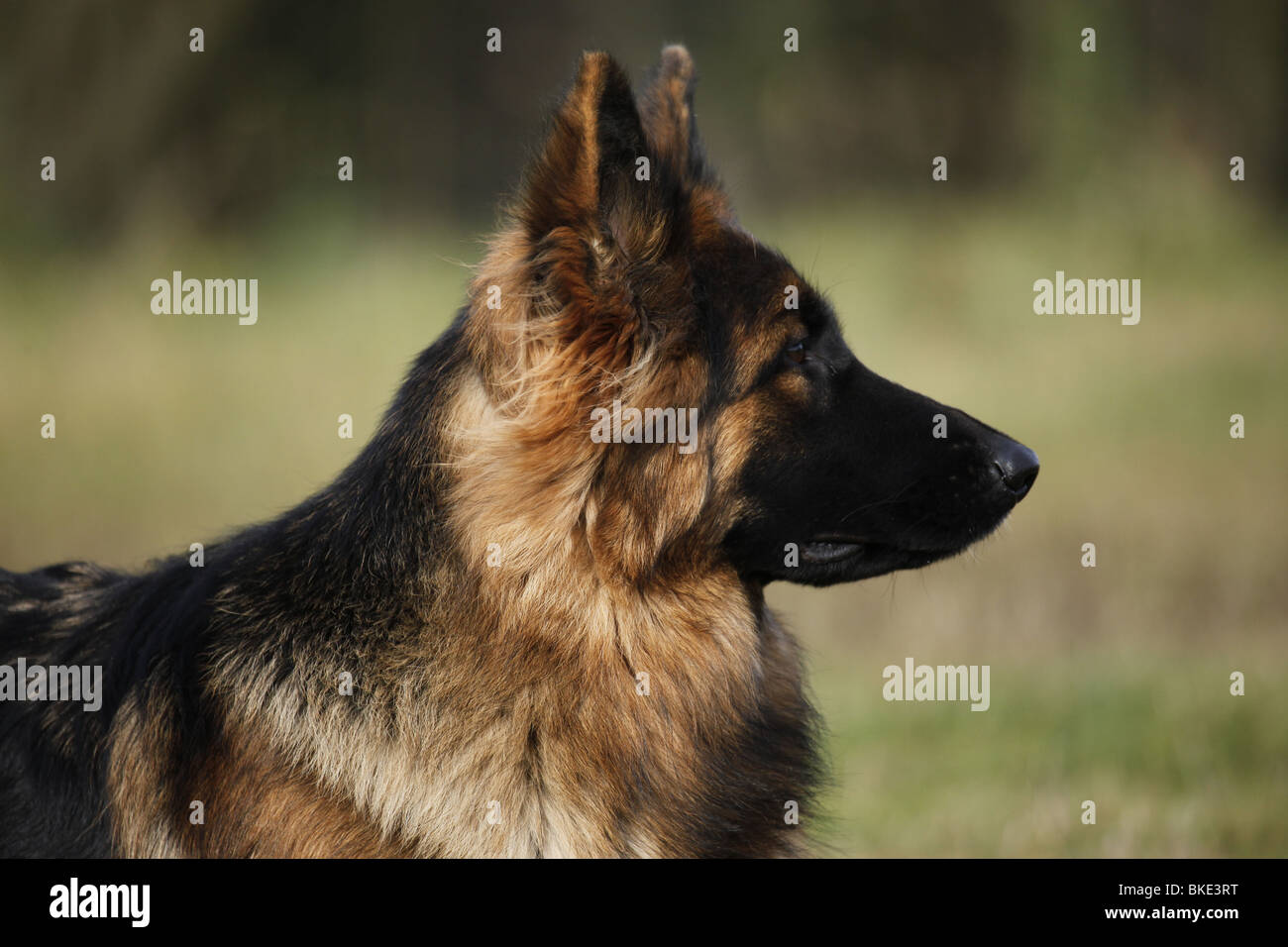 Altdeutscher hi-res stock photography and images - Alamy