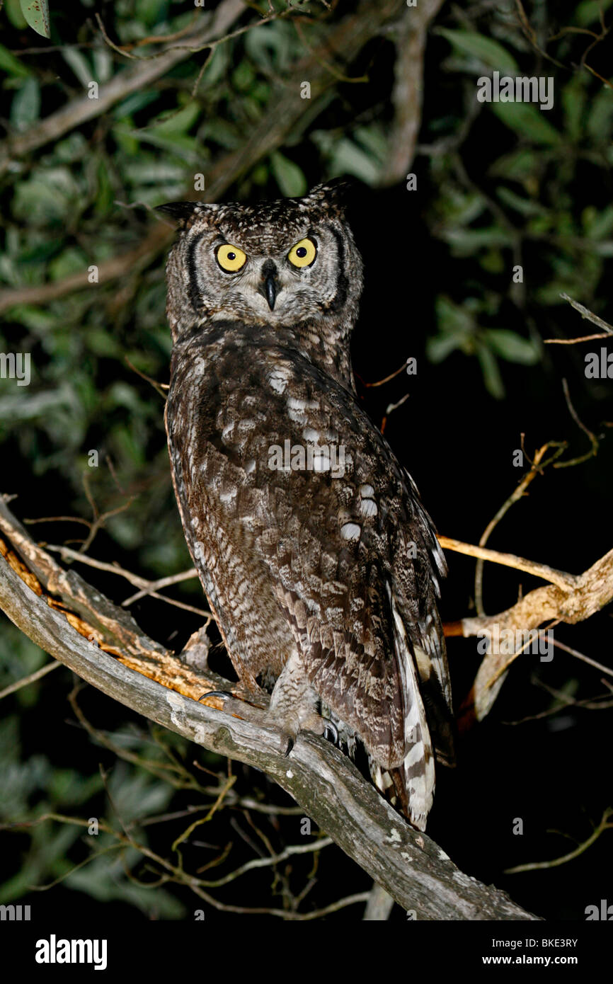 Spotted eagle owl Stock Photo - Alamy