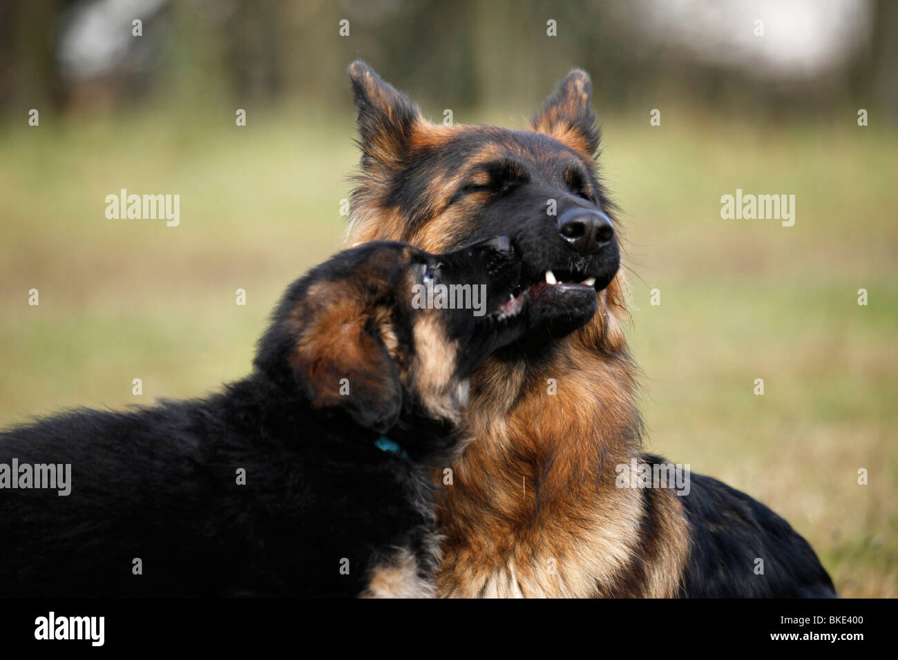 She dog hi-res stock photography and images - Alamy