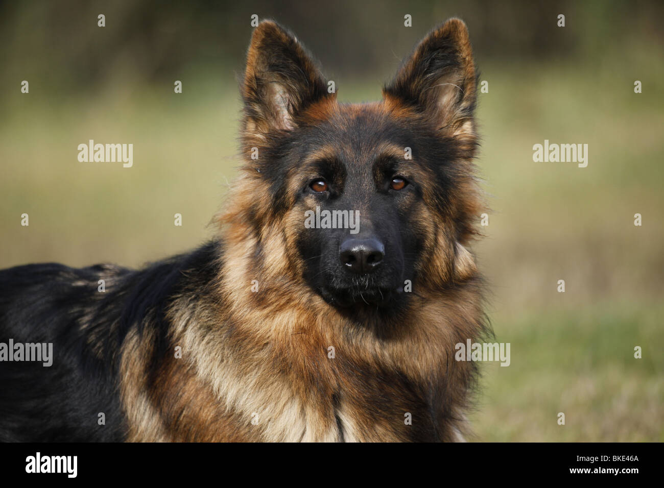 Altdeutscher schaferhund hi-res stock photography and images - Alamy