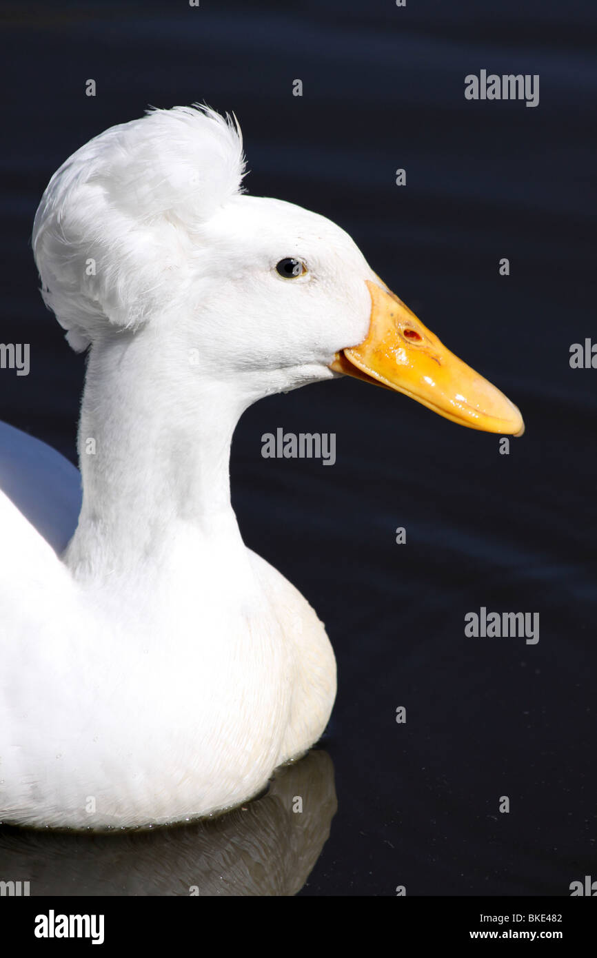 Bouffant hi-res stock photography and images - Alamy