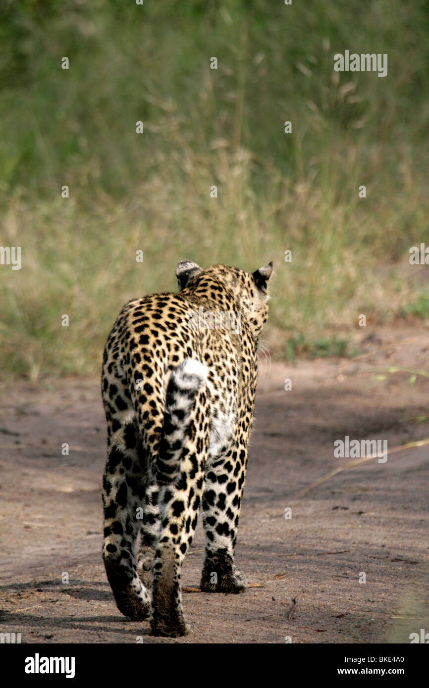 Leopard walking down a track (wild Stock Photo - Alamy