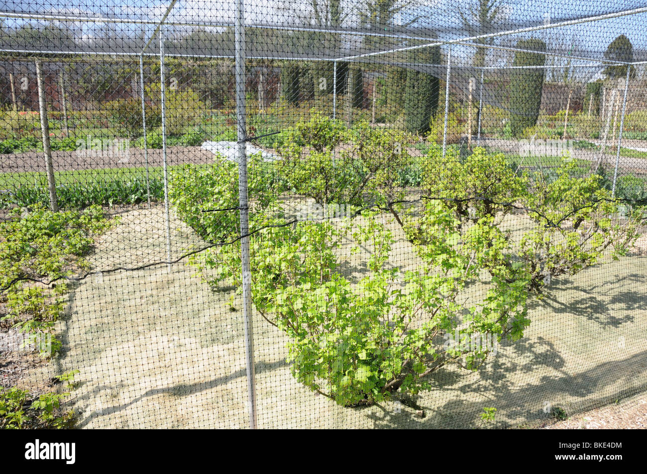 Fruit cage hi-res stock photography and images - Alamy
