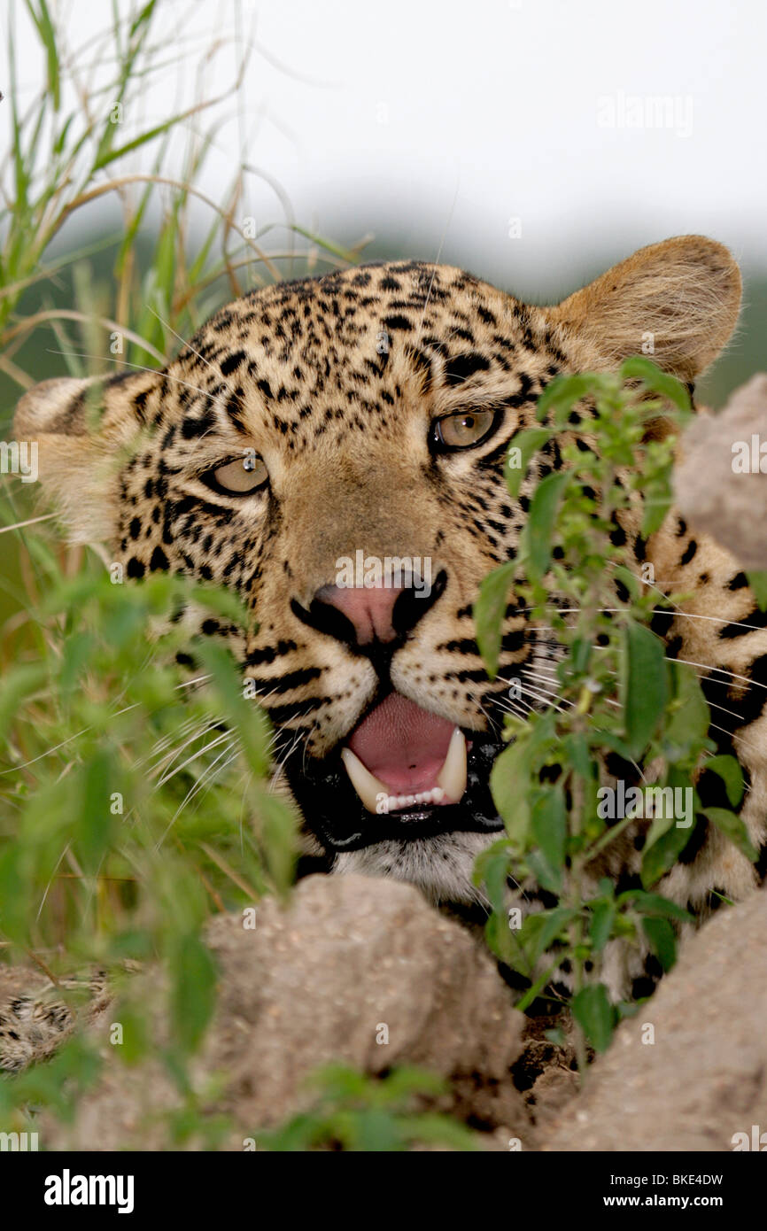Male Leopard (wild Stock Photo - Alamy