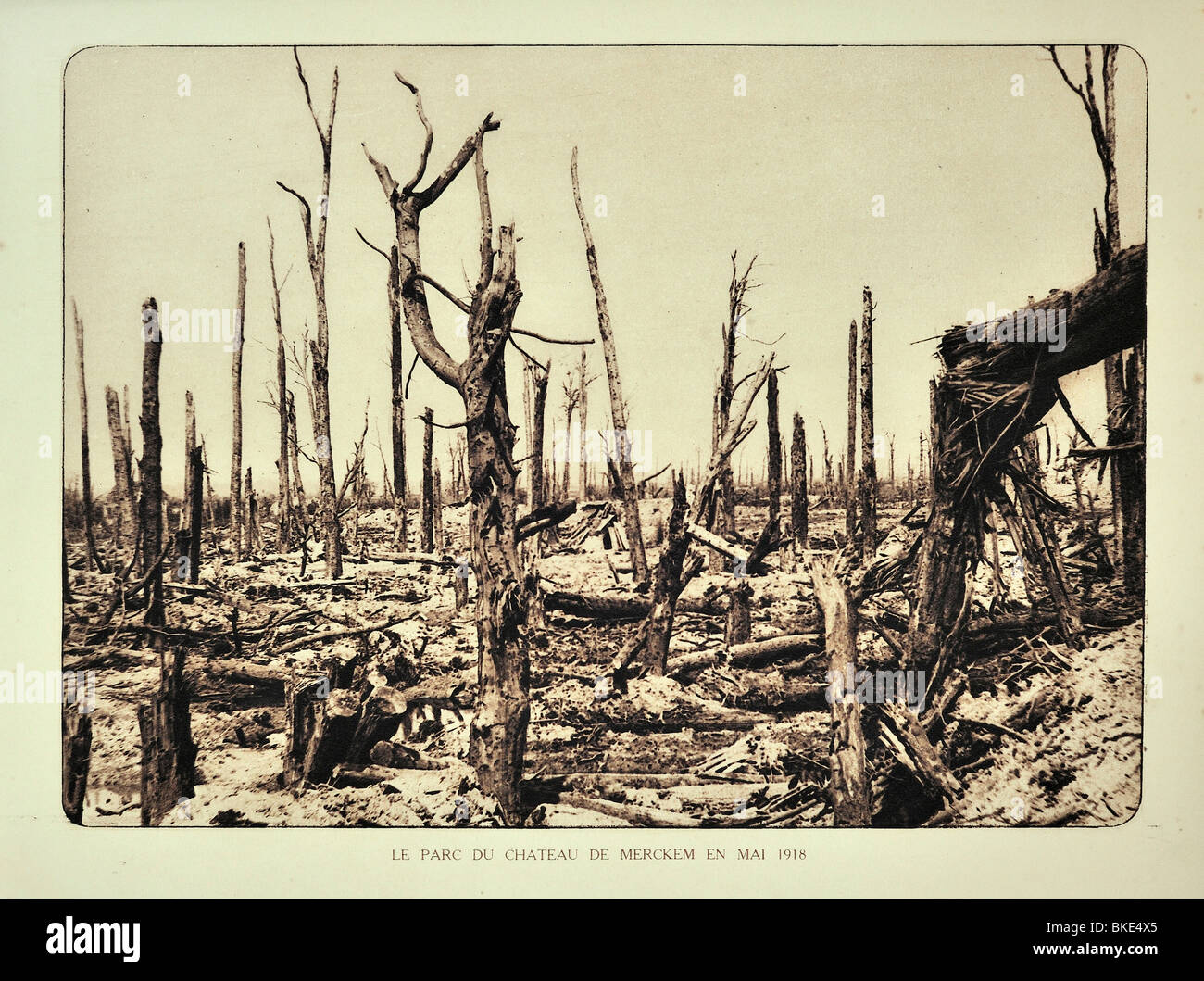 Broken trees after WWI bombardment / shelling at the Merkem castle's ...