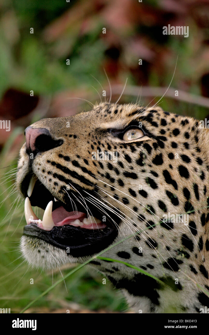 Male Leopard (wild Stock Photo - Alamy