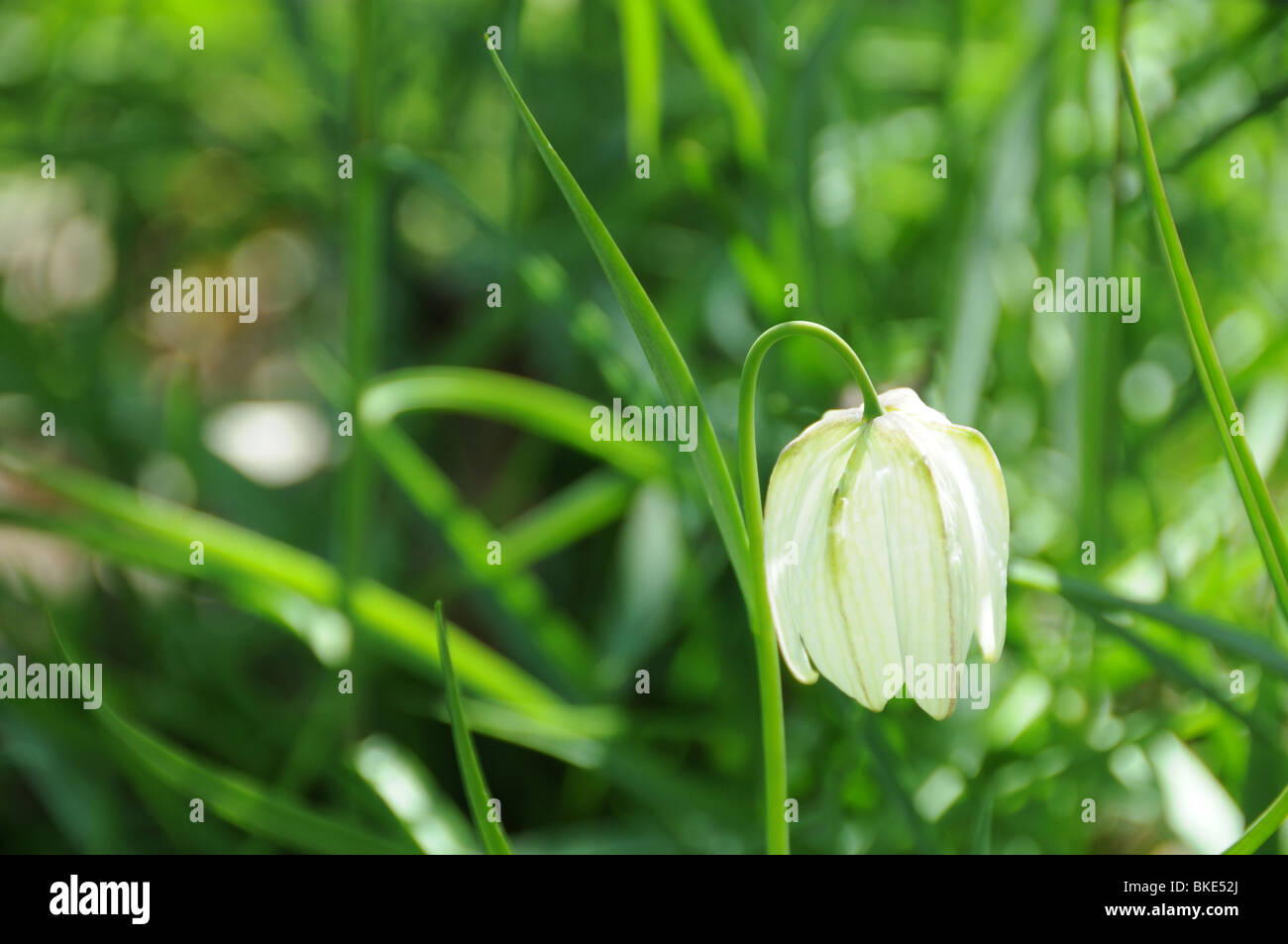 Fritillaria melagris hi-res stock photography and images - Alamy
