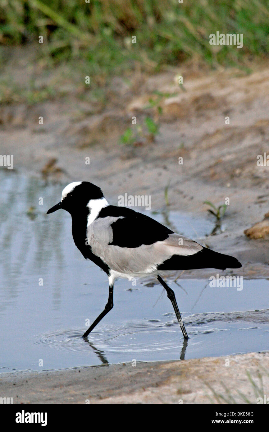 Blacksmith Plover (Lapwing) in water Stock Photo - Alamy