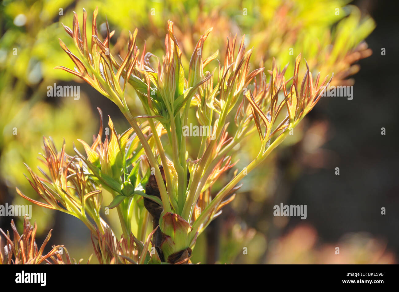 young Tree Peony foliage Stock Photo - Alamy