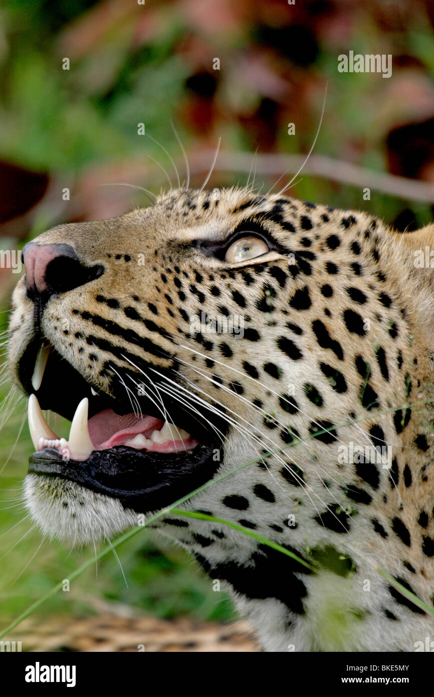 Male Leopard (wild Stock Photo - Alamy