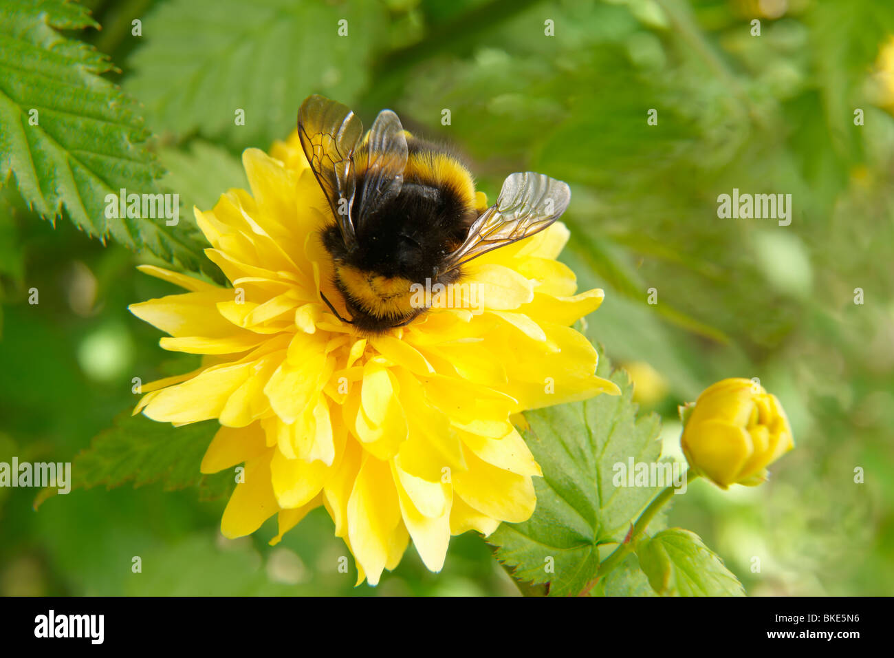 bumble bee pollinating yellow flower in summer time Stock Photo - Alamy