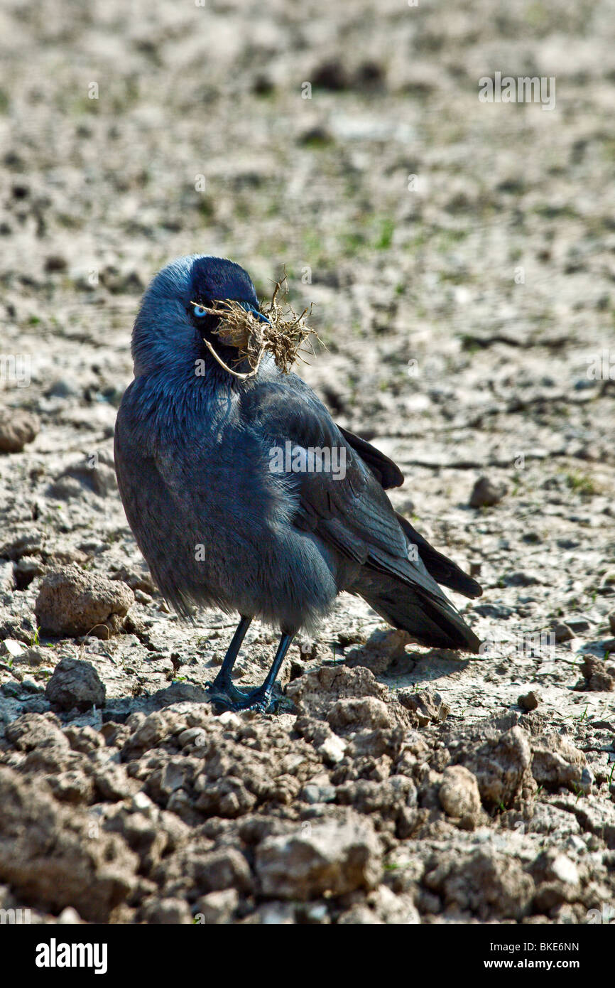 Jackdaw with nesting material Stock Photo - Alamy