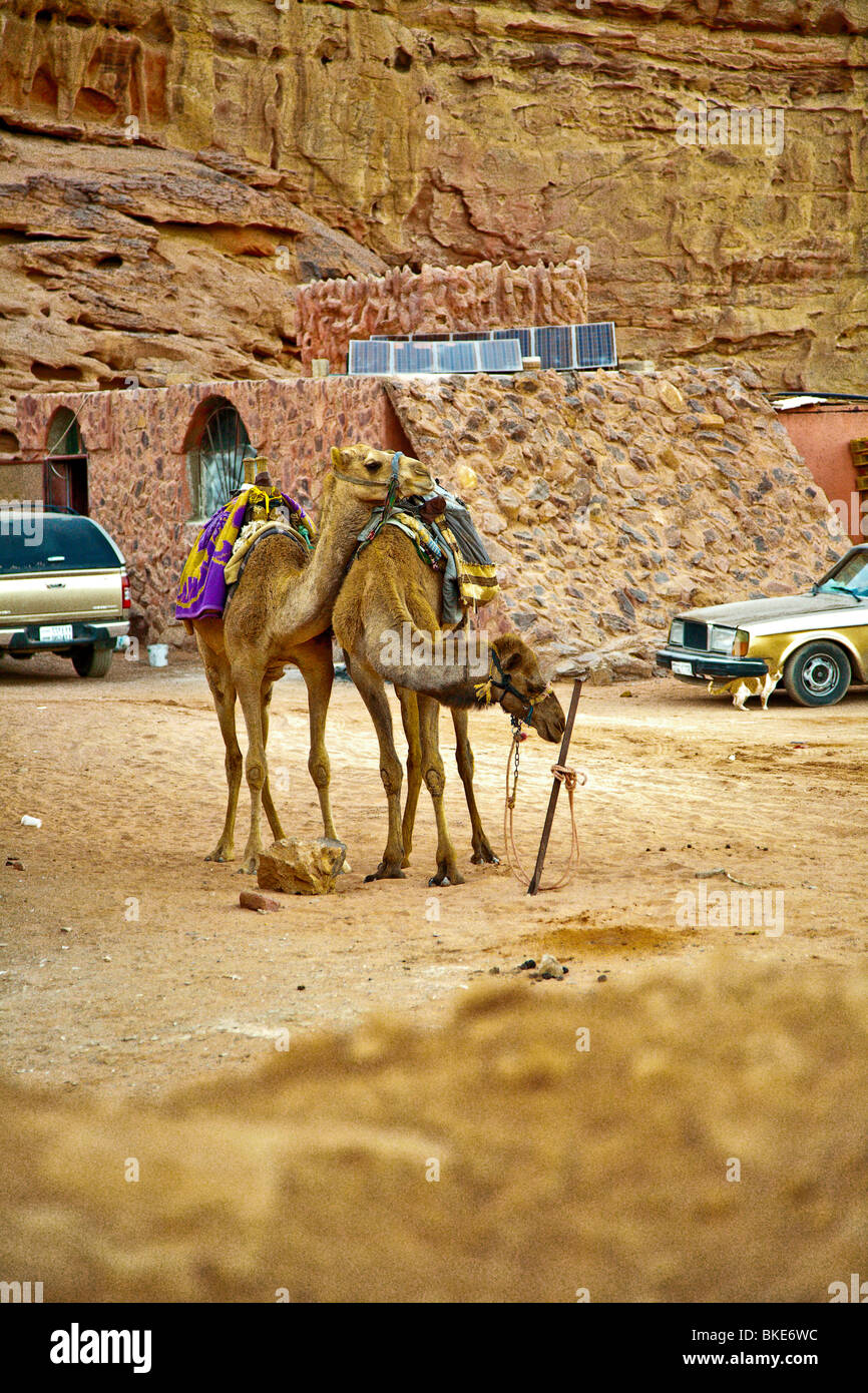 Riding camels wadi rum hi-res stock photography and images - Alamy