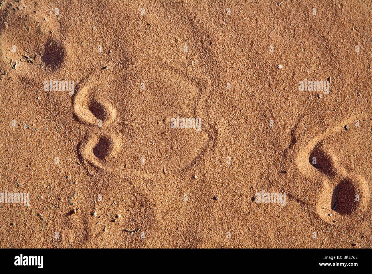 Camel footprint in the sand Stock Photo - Alamy