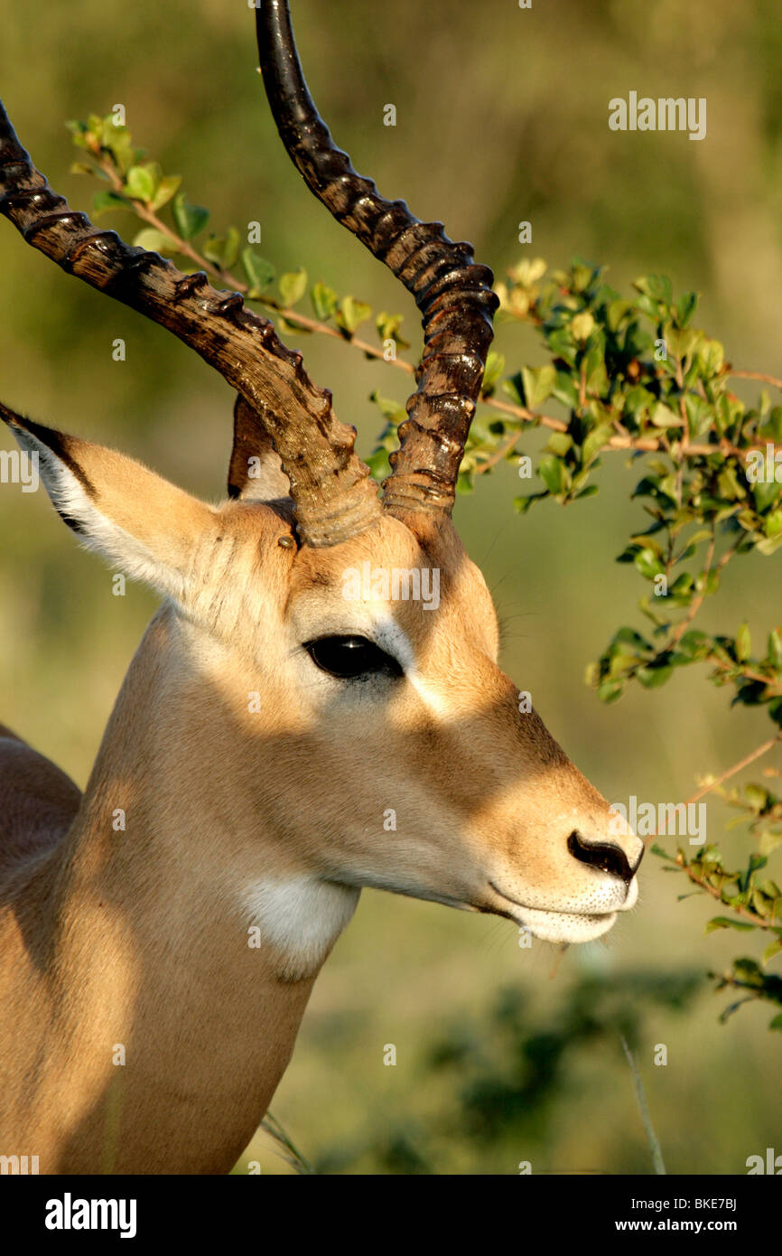 Impala feeding hi-res stock photography and images - Alamy