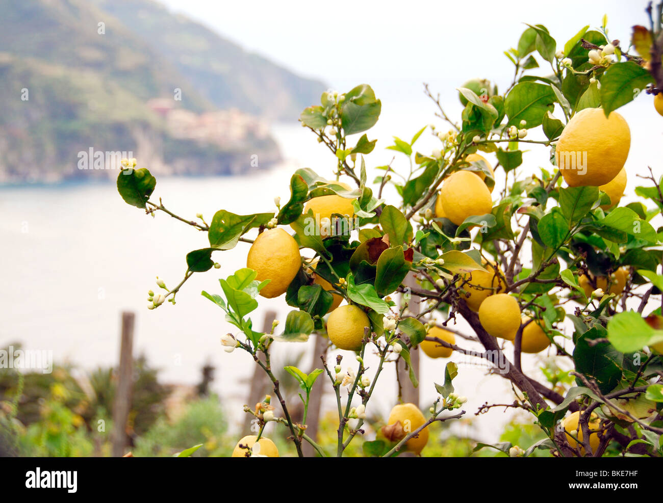Lemons on lemon tree along the path of the Cinque Terre, Liguria, Italy ...