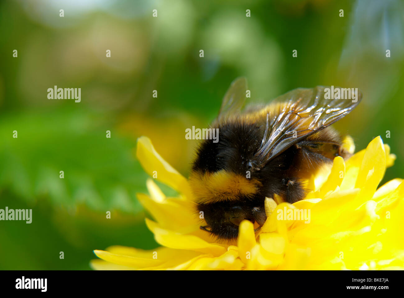 bumble bee pollinating yellow flower in summer time Stock Photo - Alamy