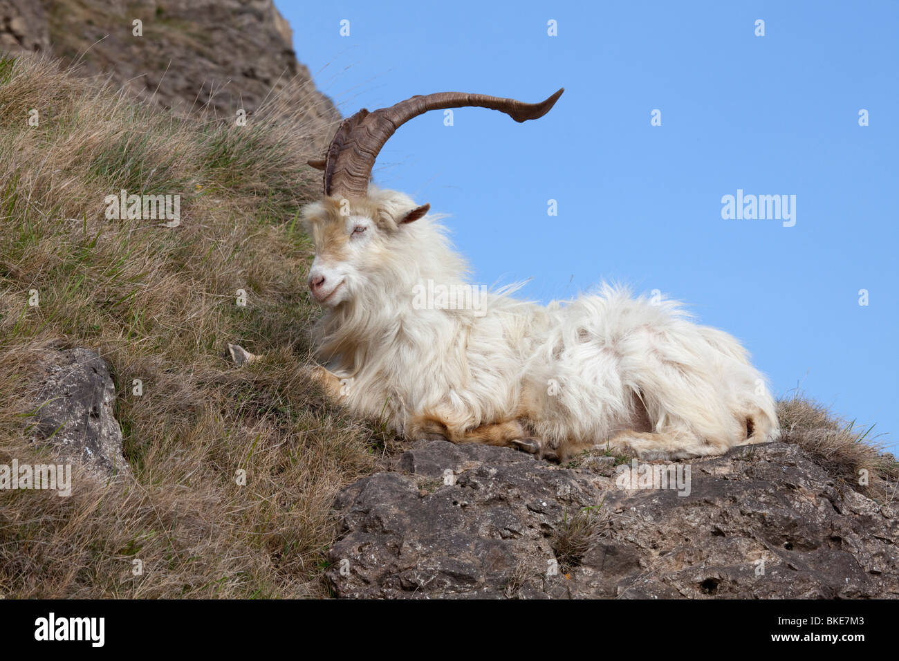 Kashmiri goat herd hi-res stock photography and images - Alamy