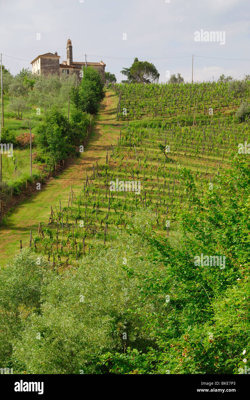 Vineyard and building in Greve in Chianti, Tuscany, Italy Stock Photo ...