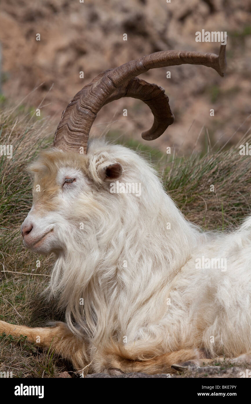 Wild Kashmiri goat Capra falconeri cashmiriensis headshot on the Great ...