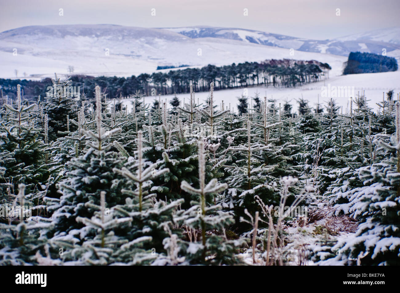 Growing a christmas tree hi-res stock photography and images - Alamy
