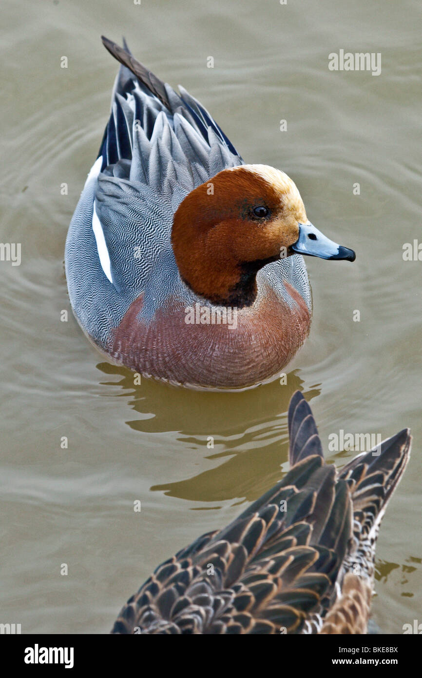 Wigeon hi-res stock photography and images - Alamy