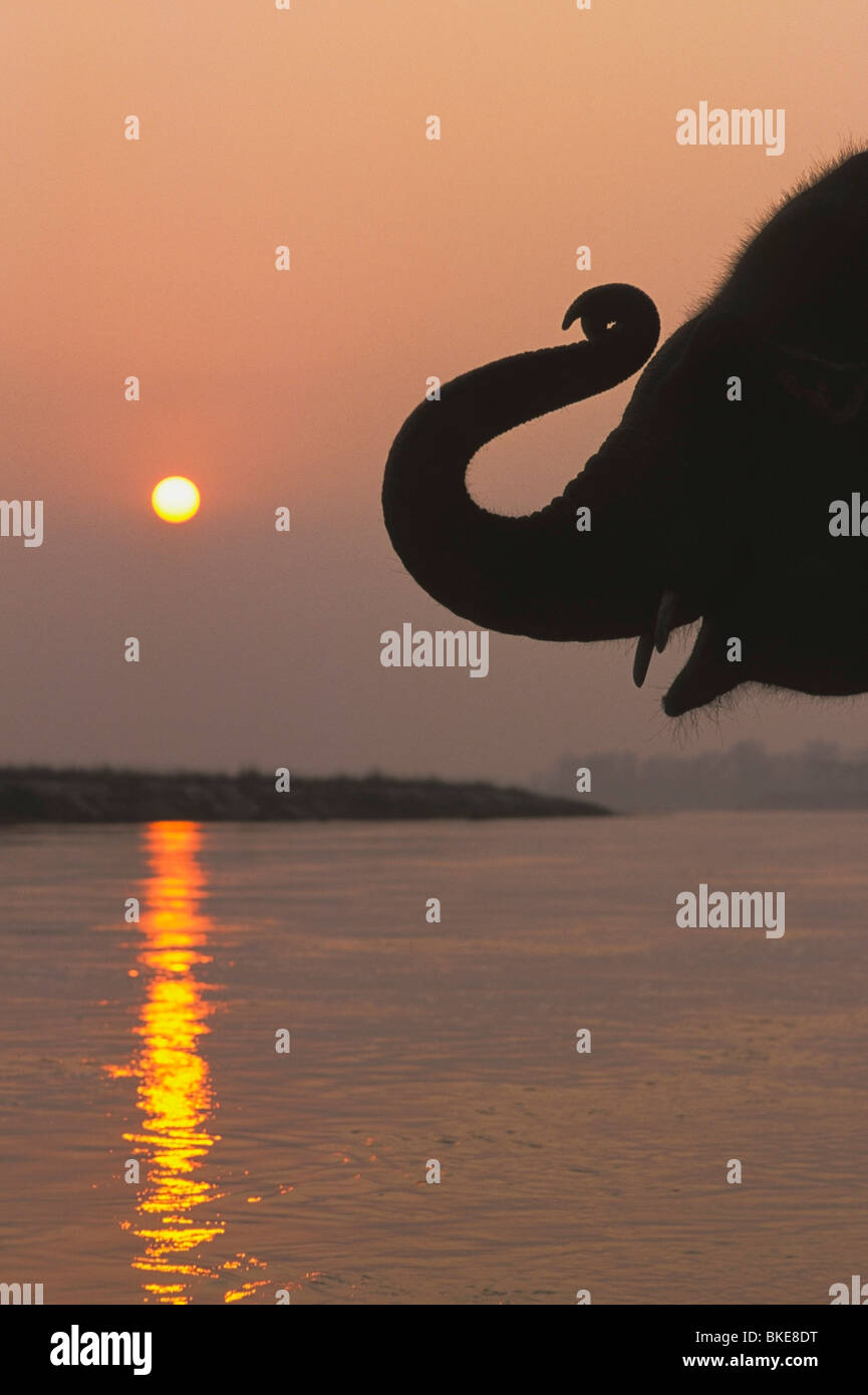 Elephant, Chitwan National Park, Nepal Stock Photo - Alamy