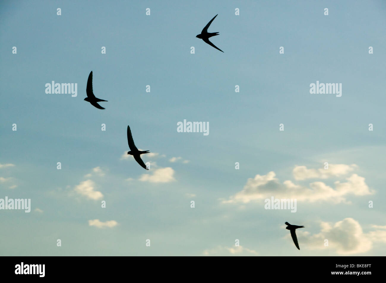 Swifts in flight hi-res stock photography and images - Alamy