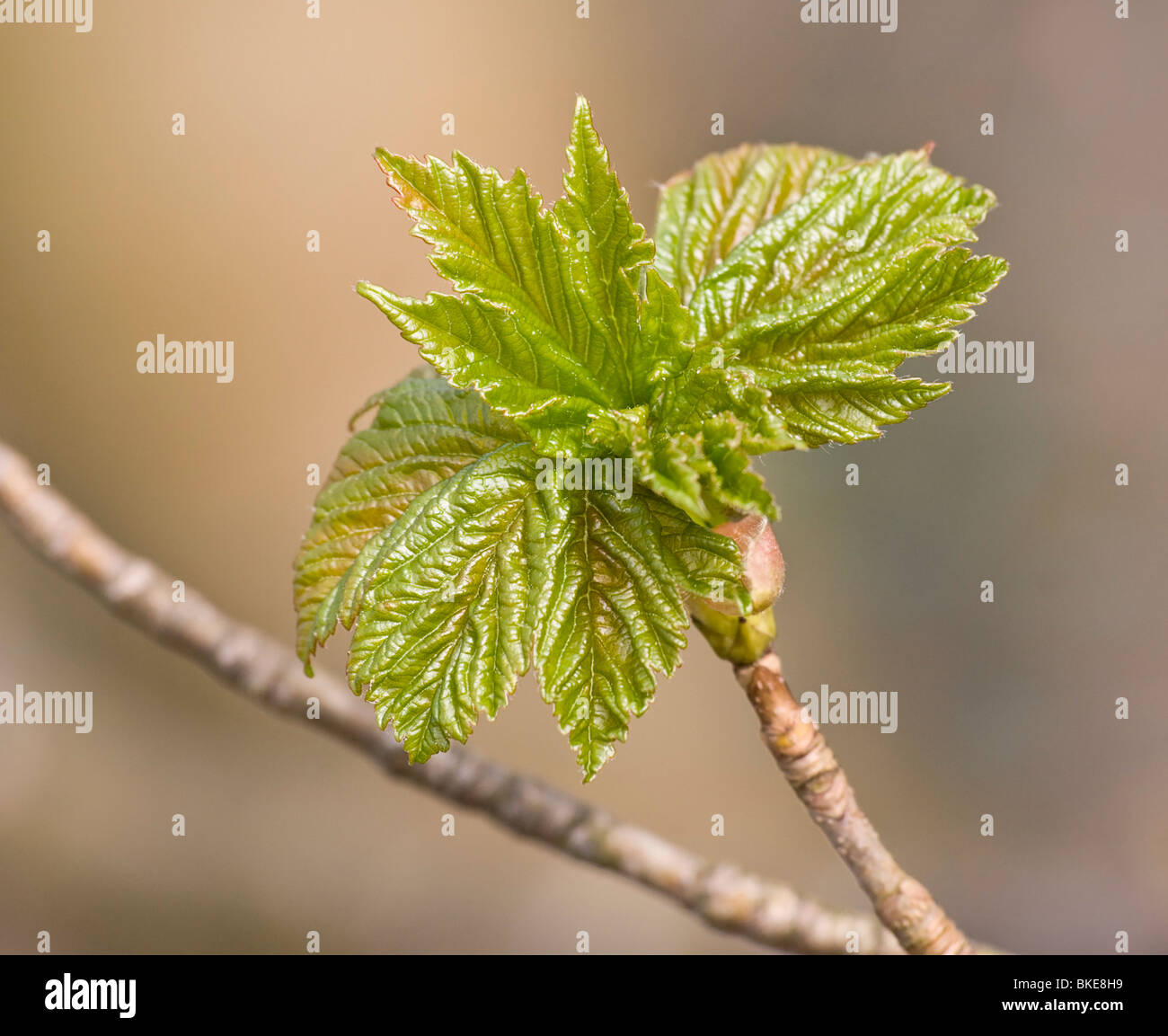 Sycamore tree spring hi-res stock photography and images - Alamy