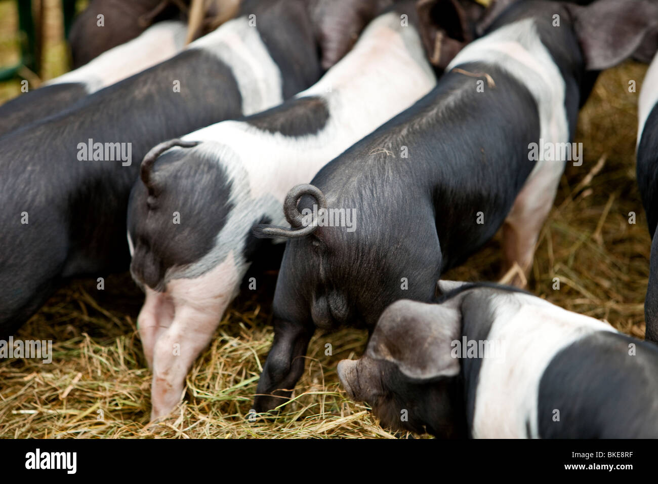Pig testicles hi-res stock photography and images - Alamy