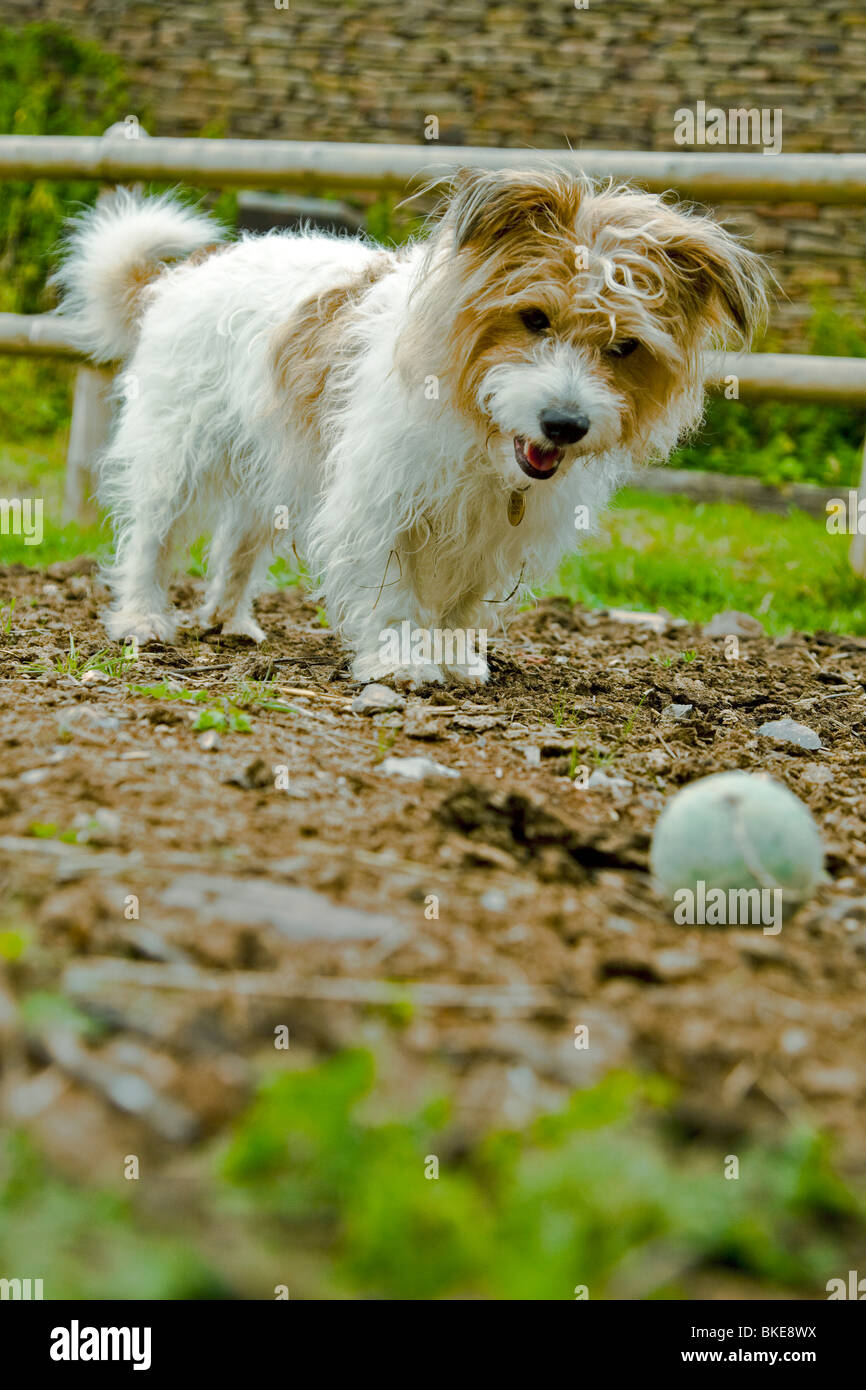 Tennis ball and dog nose hi-res stock photography and images - Alamy