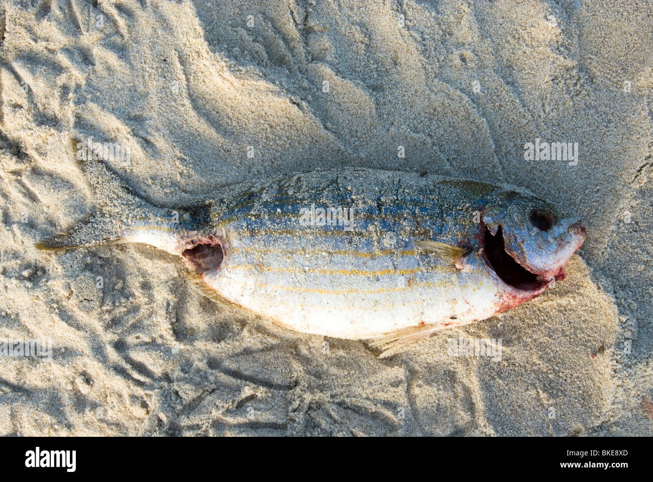 Dead fish on sand, Praia de Mira, Portugal Stock Photo - Alamy