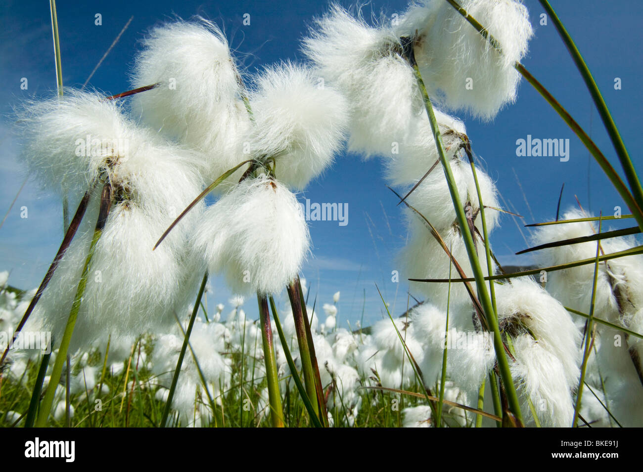 Grass distribution hi-res stock photography and images - Alamy