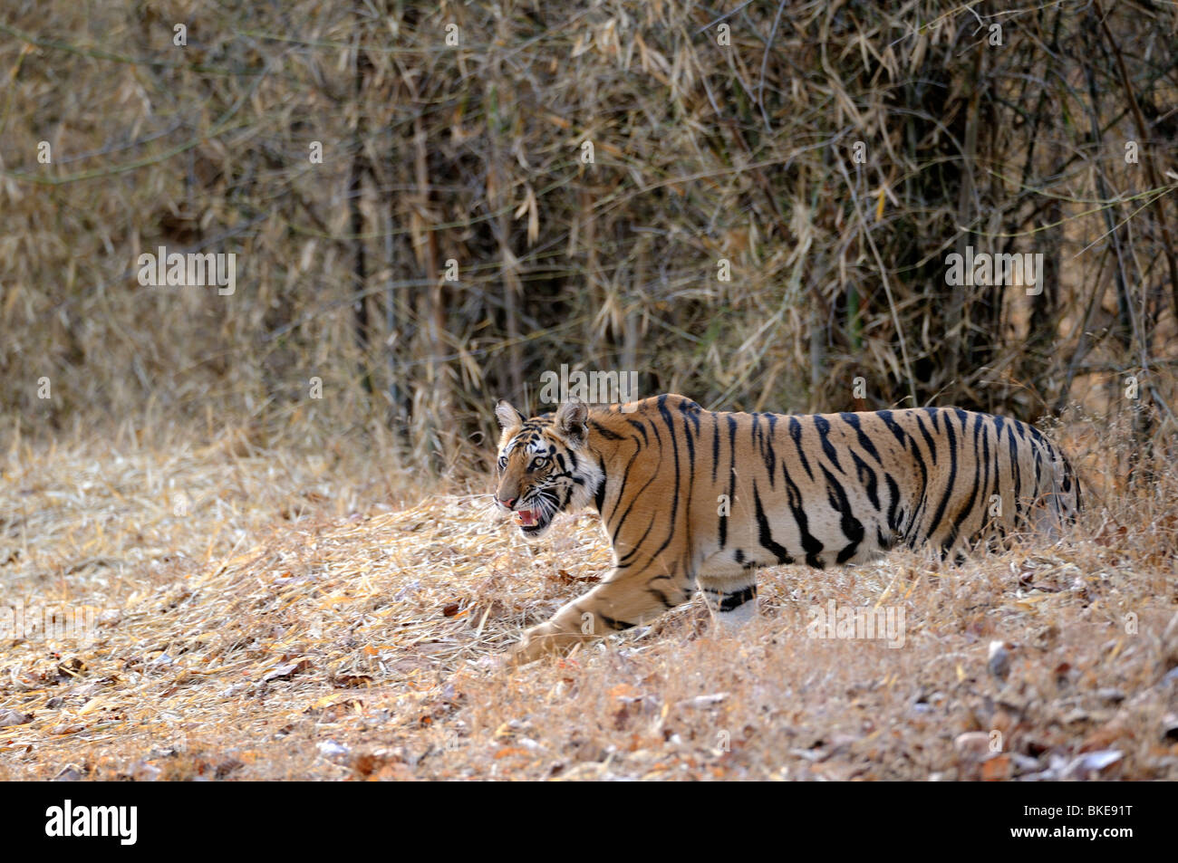 Bengal Tiger, Panthera tigris tigris Stock Photo - Alamy