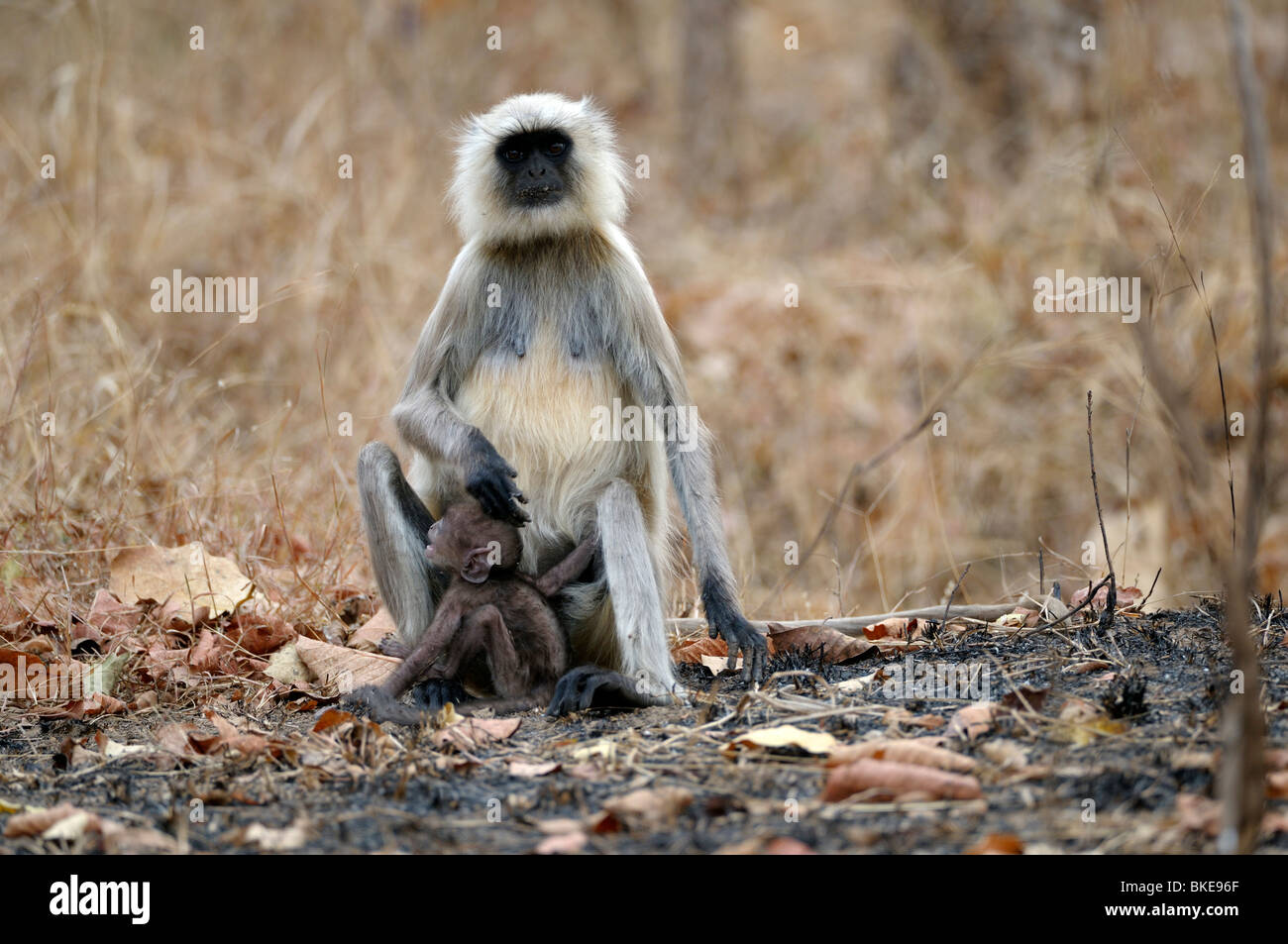 Monkey crying hi-res stock photography and images - Alamy