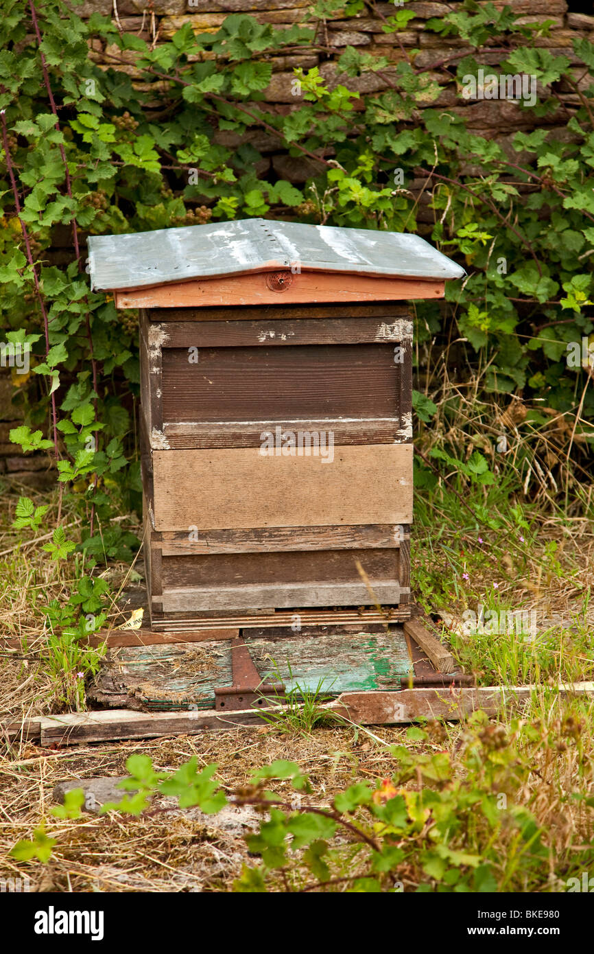 English honey bees hi-res stock photography and images - Alamy