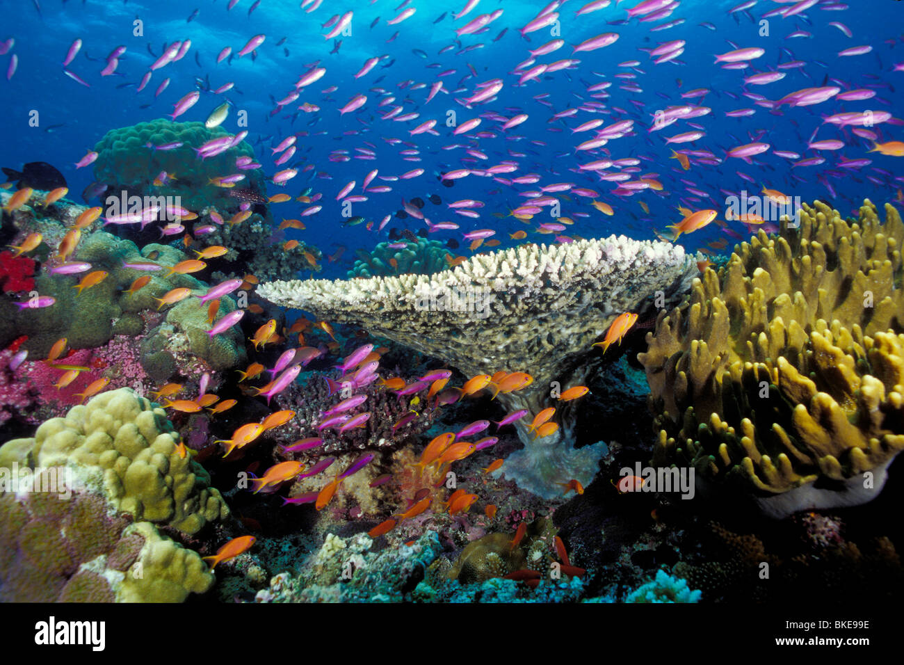 Coral Reef, Fiji, Pacific Ocean Stock Photo - Alamy