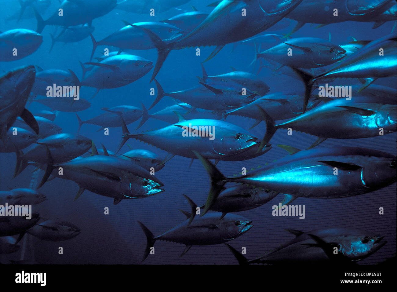 Yellowfin Tuna School