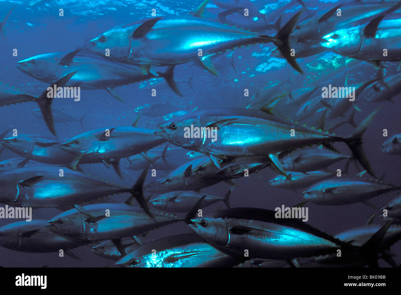 Yellowfin Tuna School
