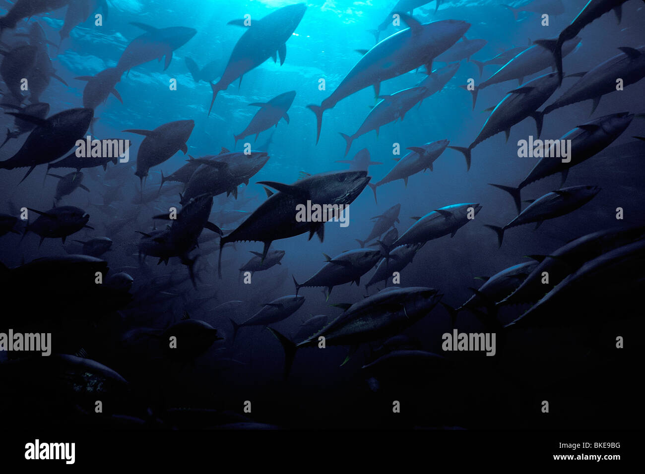 Yellowfin tuna, Thunnus albacares, Mexico, captive Stock Photo - Alamy