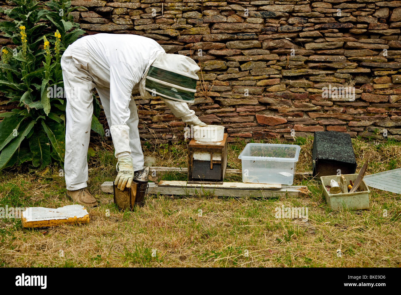 Inspecting brood frame hi-res stock photography and images - Alamy Inspecting brood frame hi-res stock photography and images - Alamy
